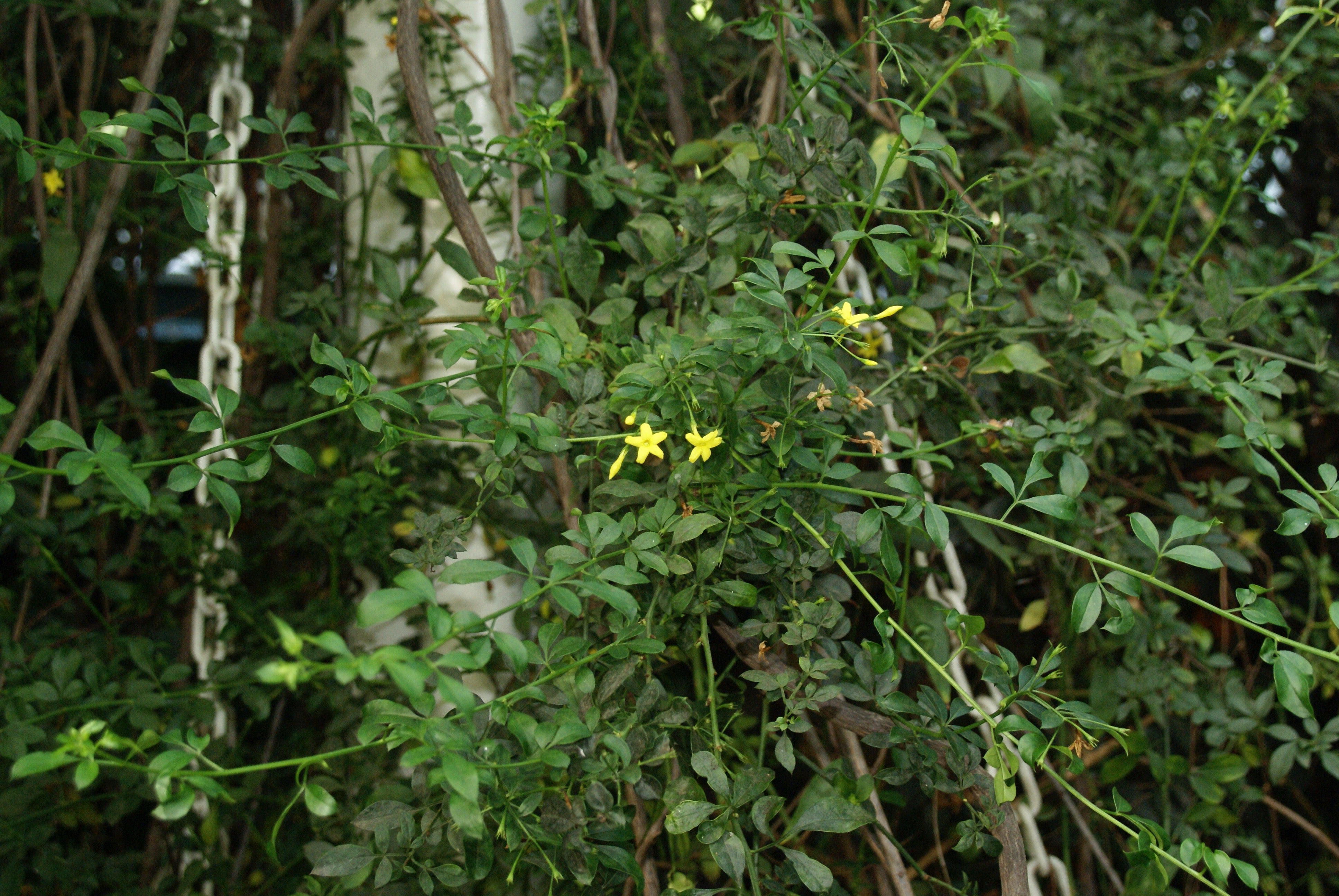 Gelsemium sempervirens (gelsemium) dry root tincture -- RESTRICTED