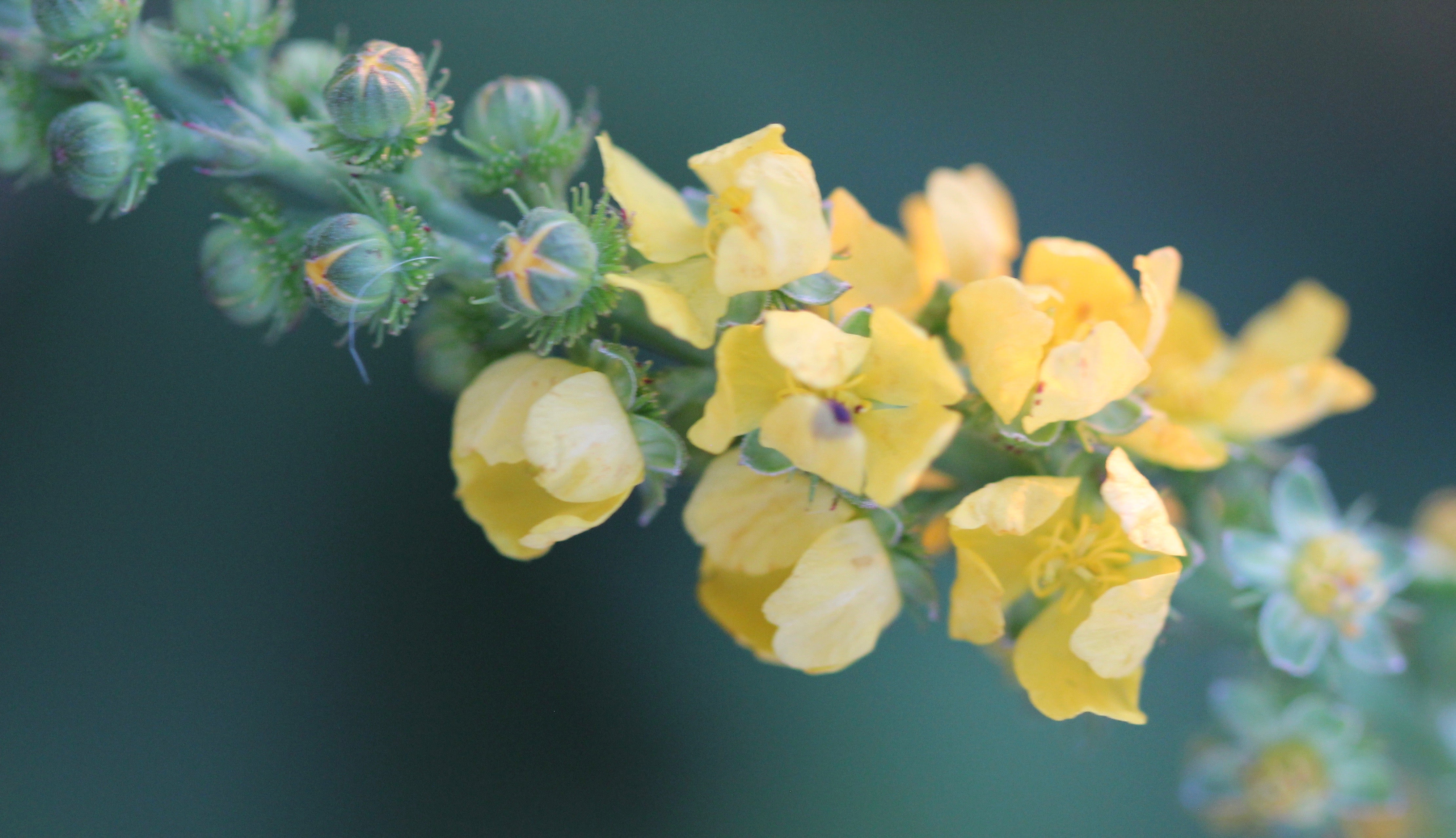 Agrimonia eupatoria (agrimony) fresh aerial parts in flower tincture