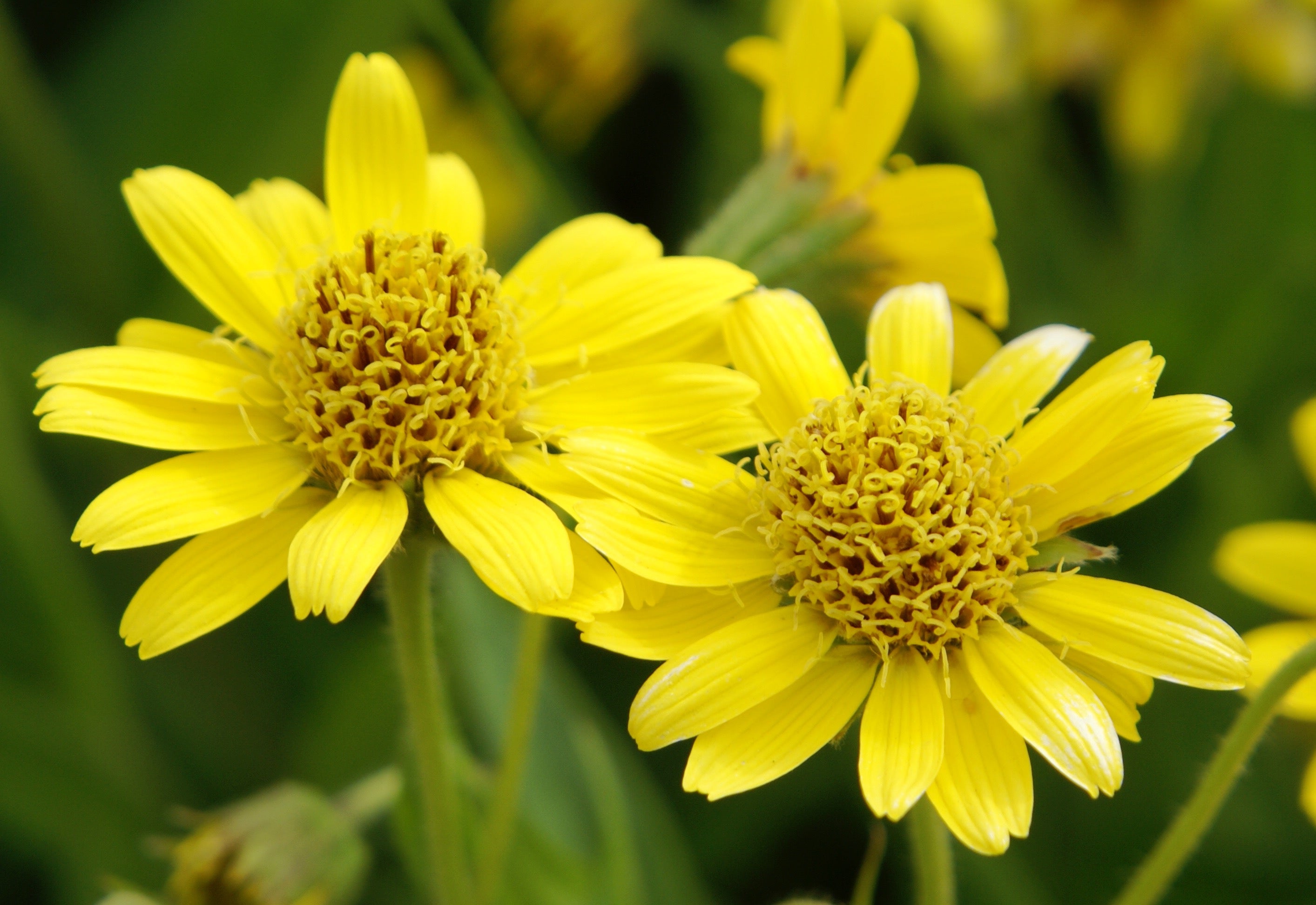 Arnica spp. (arnica) fresh aerial parts in flower tincture - RESTRICTE