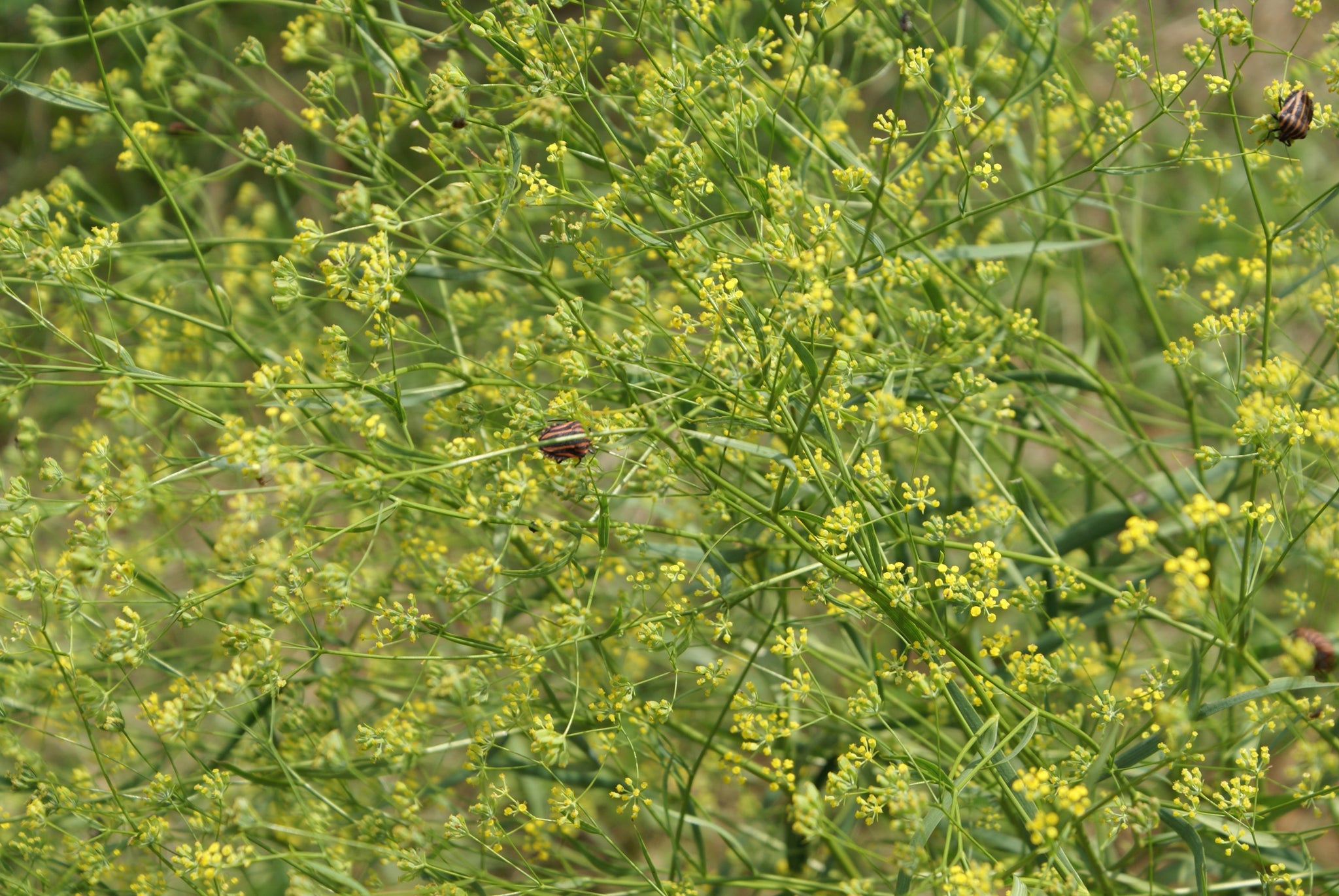 Bupleurum chinense (bupleurum) dry root tincture