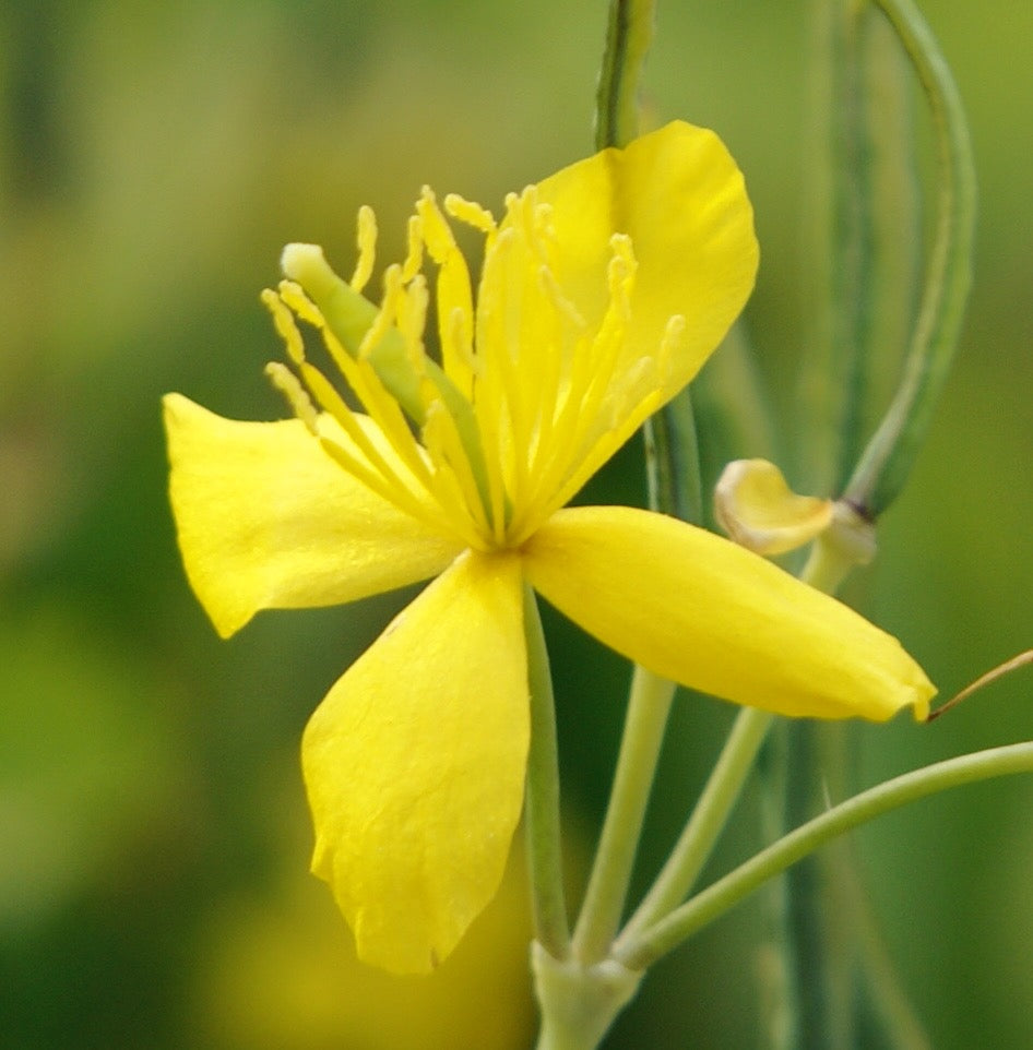 Chelidonium majus (celandine) fresh whole plant tincture