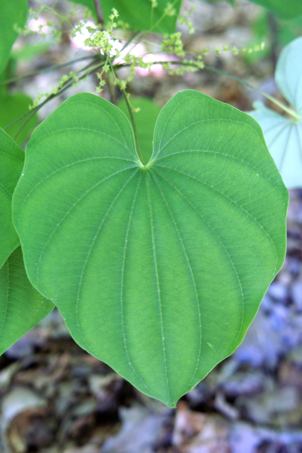 Dioscorea villosa (wild yam) fresh root tincture