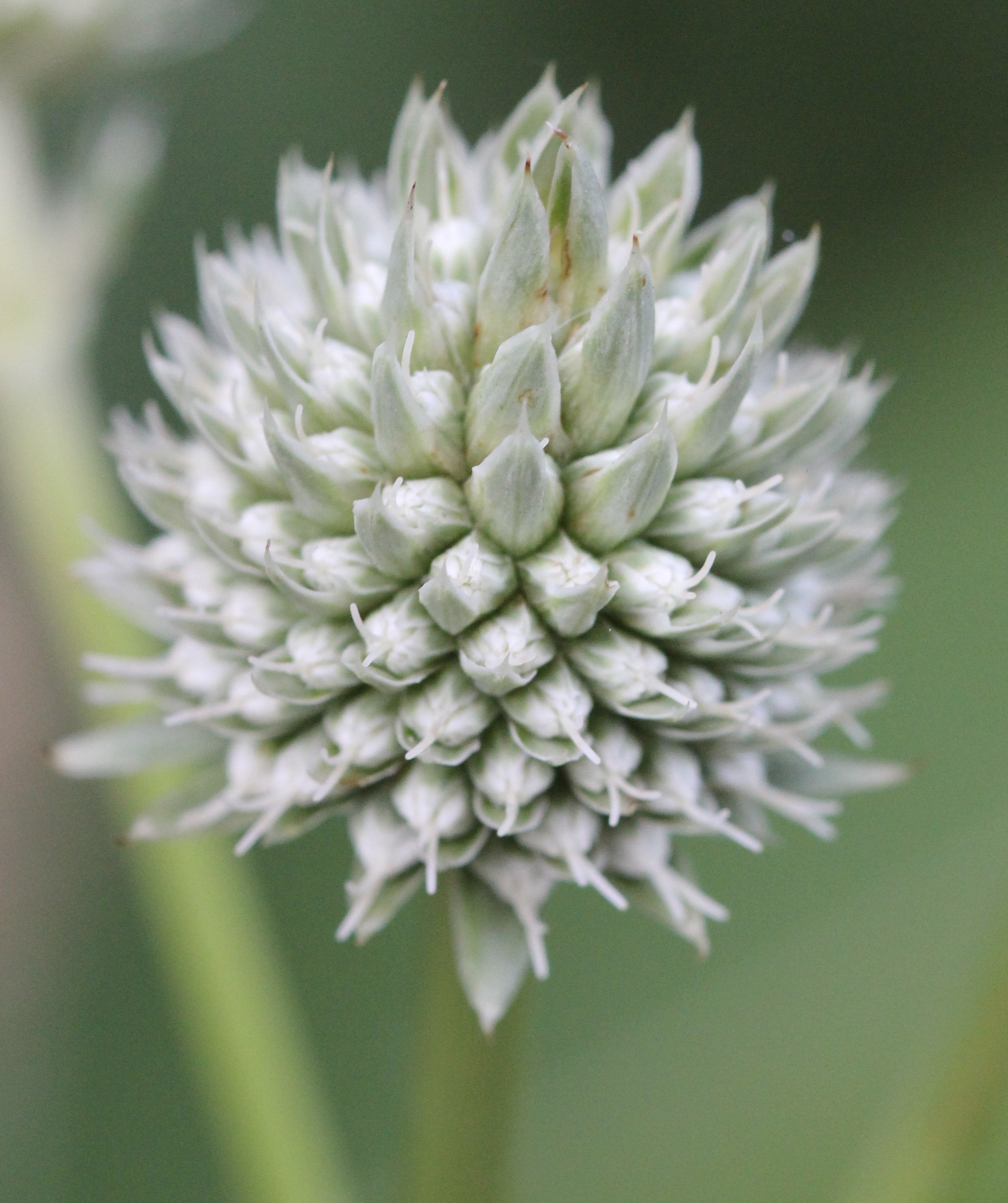 Eryngium yuccifolium (button eryngo) fresh root tincture