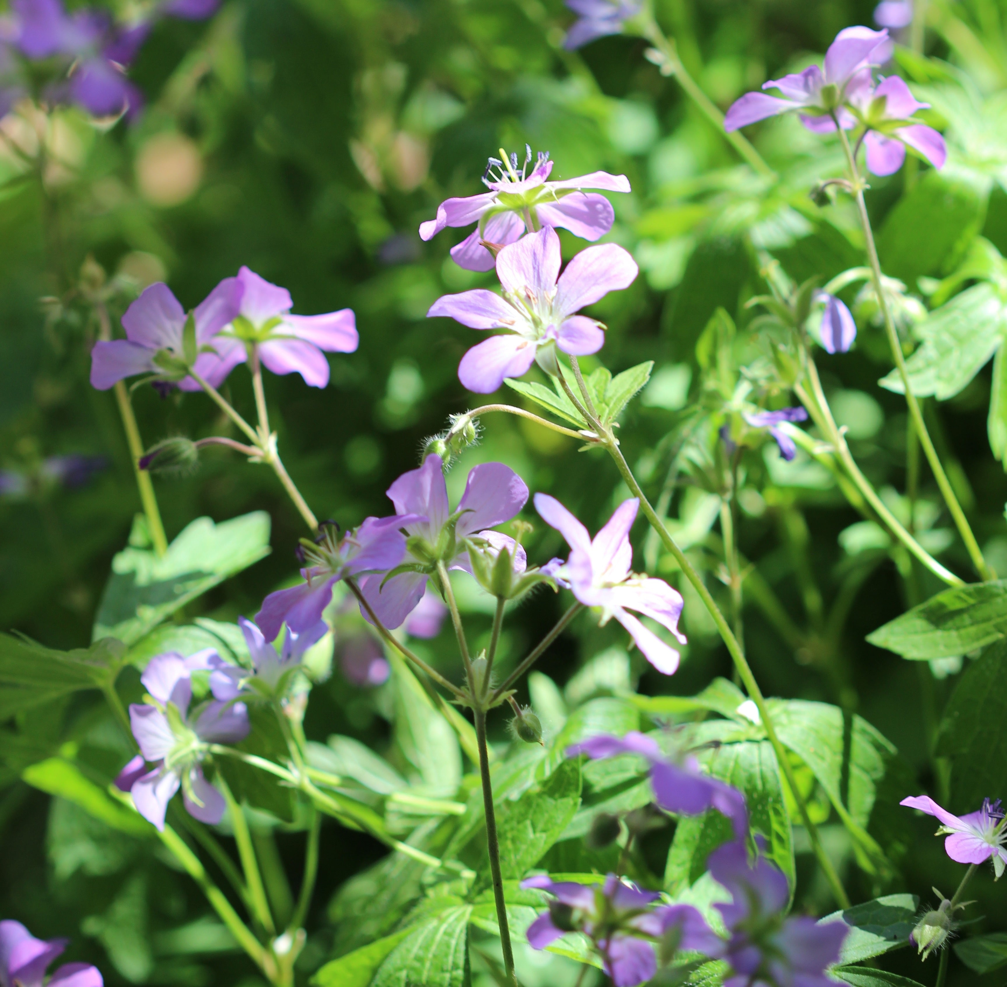 Geranium maculatum (cranesbill) fresh root tincture