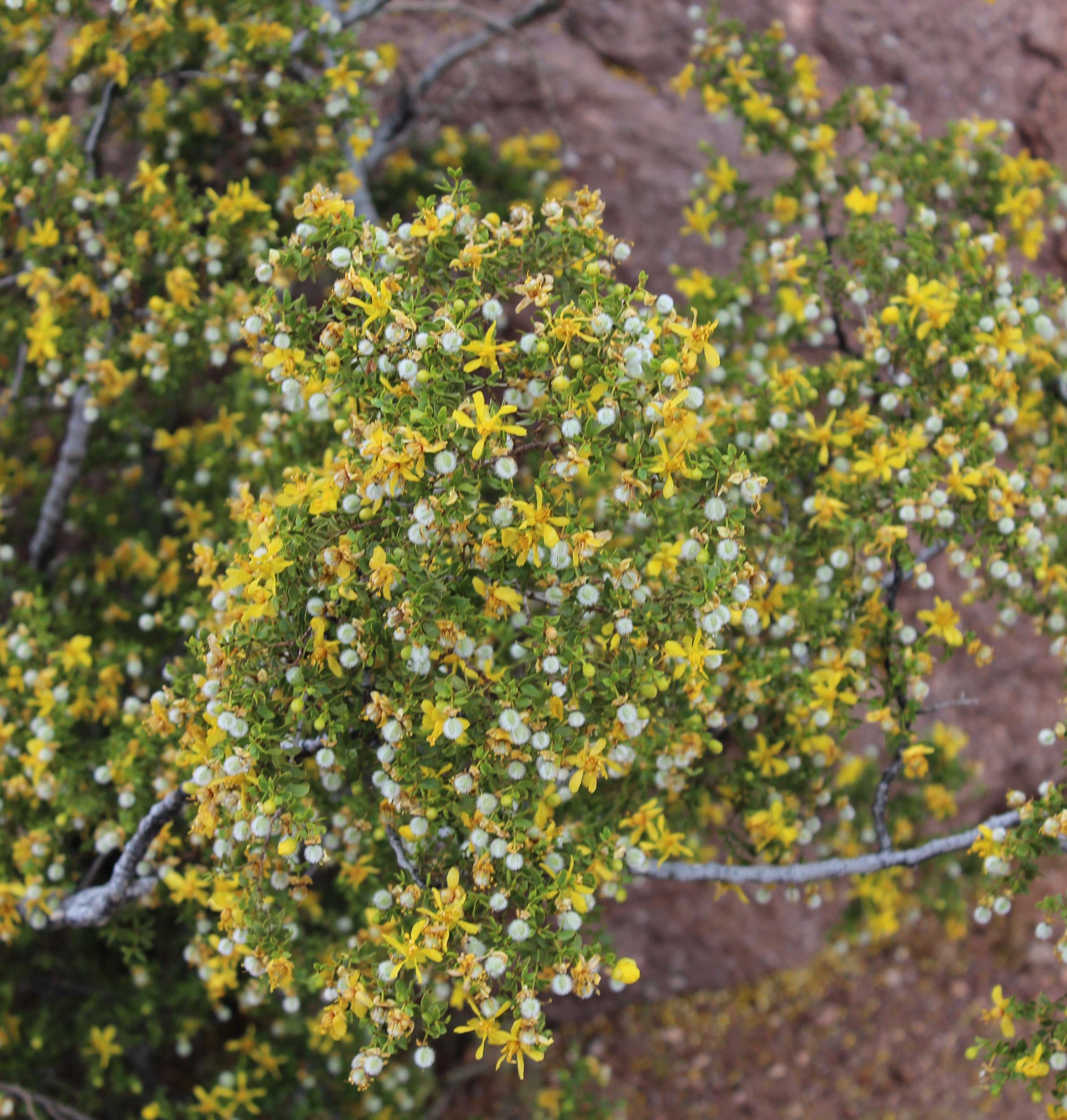 Larrea tridentata (chaparral) fresh aerial parts in flower & seed tinc