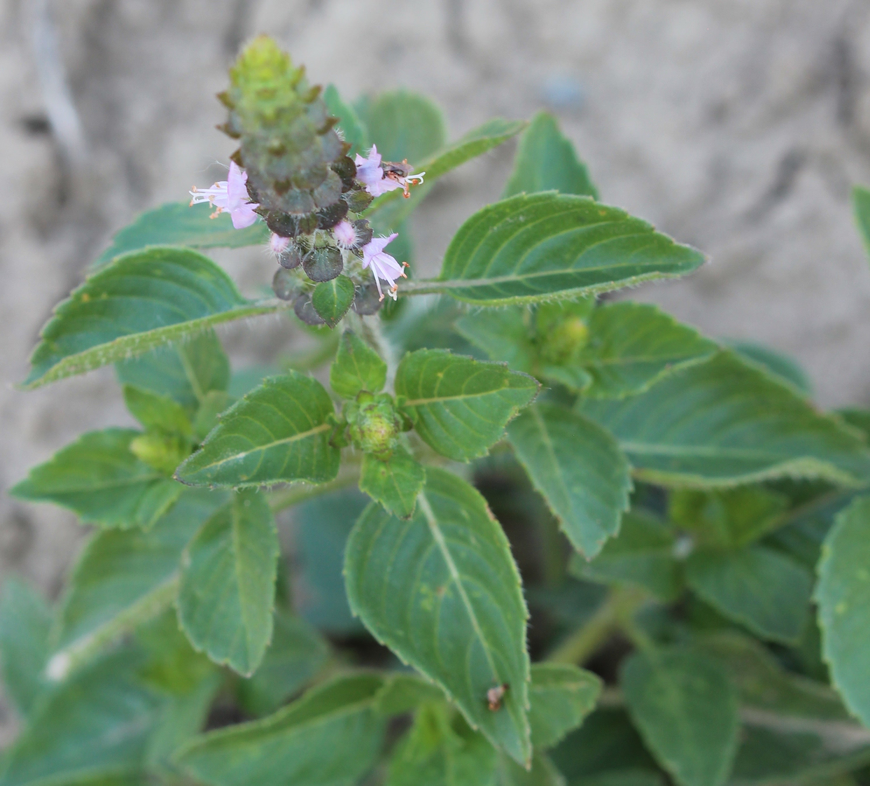 Ocimum spp. (tulsi) fresh aerial parts tincture