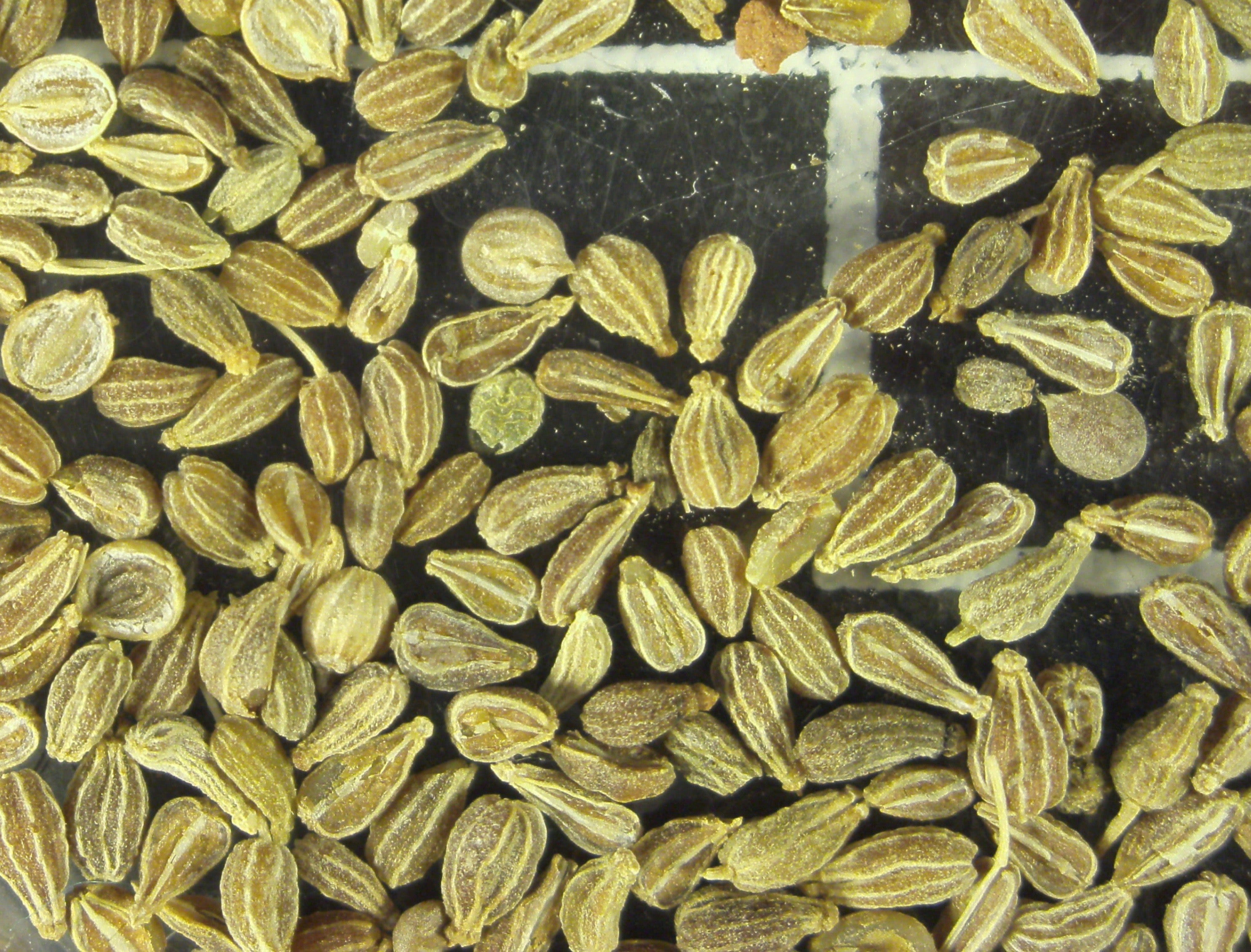 Pimpinella anisum (anise) dry fruit tincture