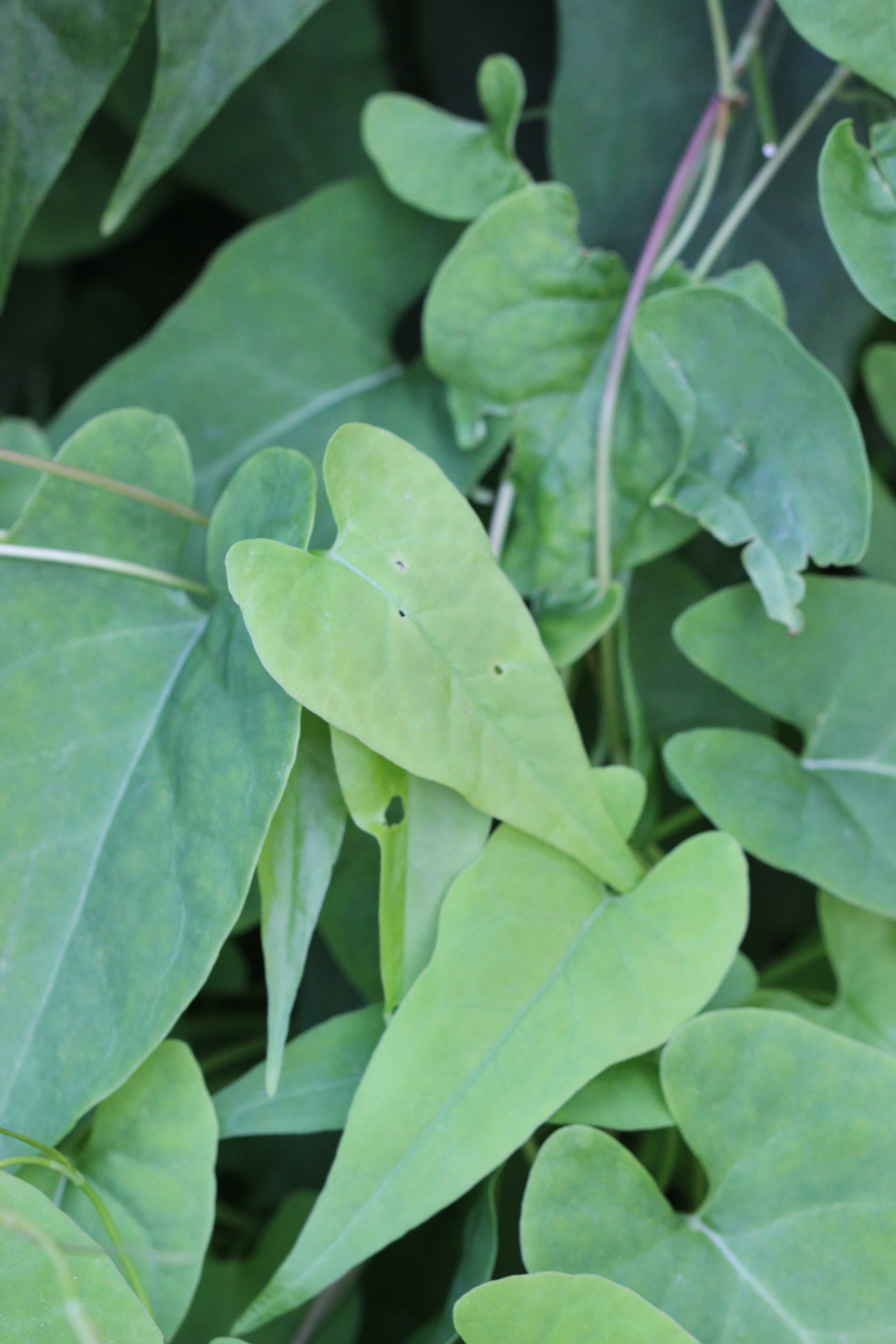 Polygonum multiflorum (fo-ti) dry root traditionally prepared with bla
