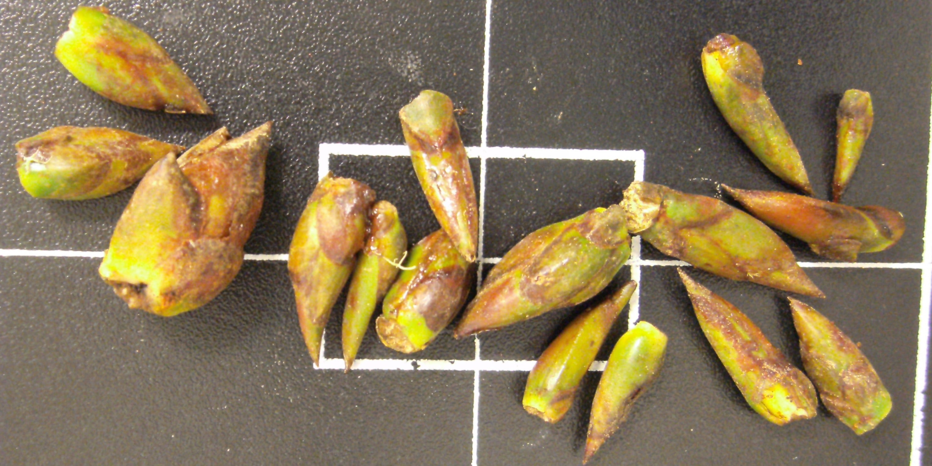 Populus balsamifera (balsam poplar) fresh leaf bud tincture