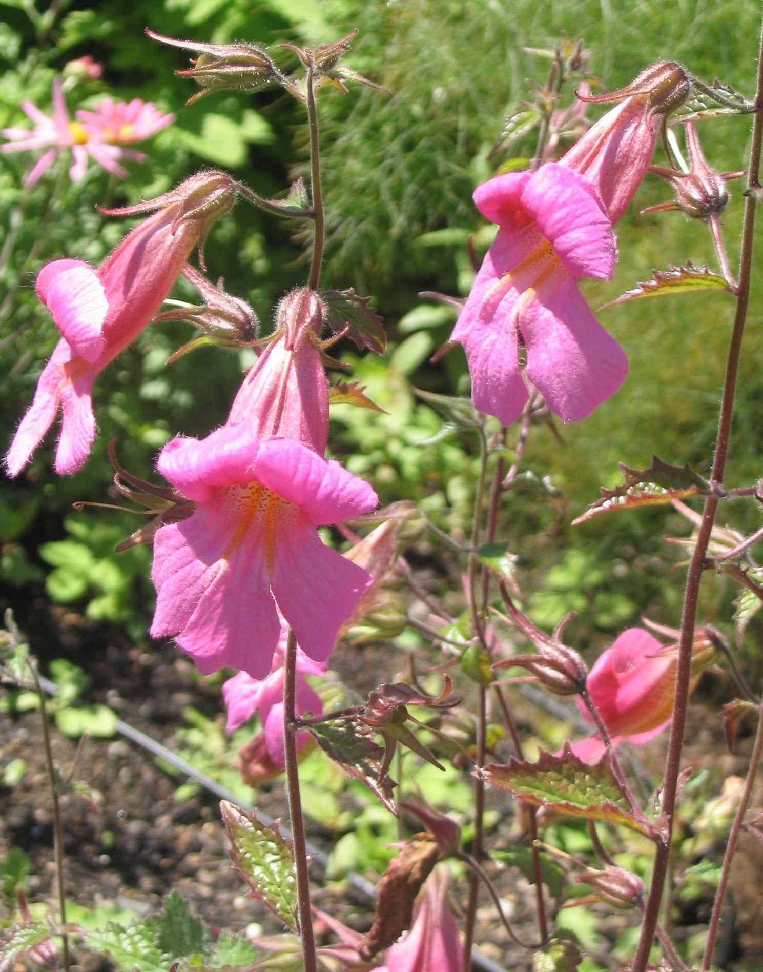 Rehmannia glutinosa (rehmannia) dry steamed root tincture