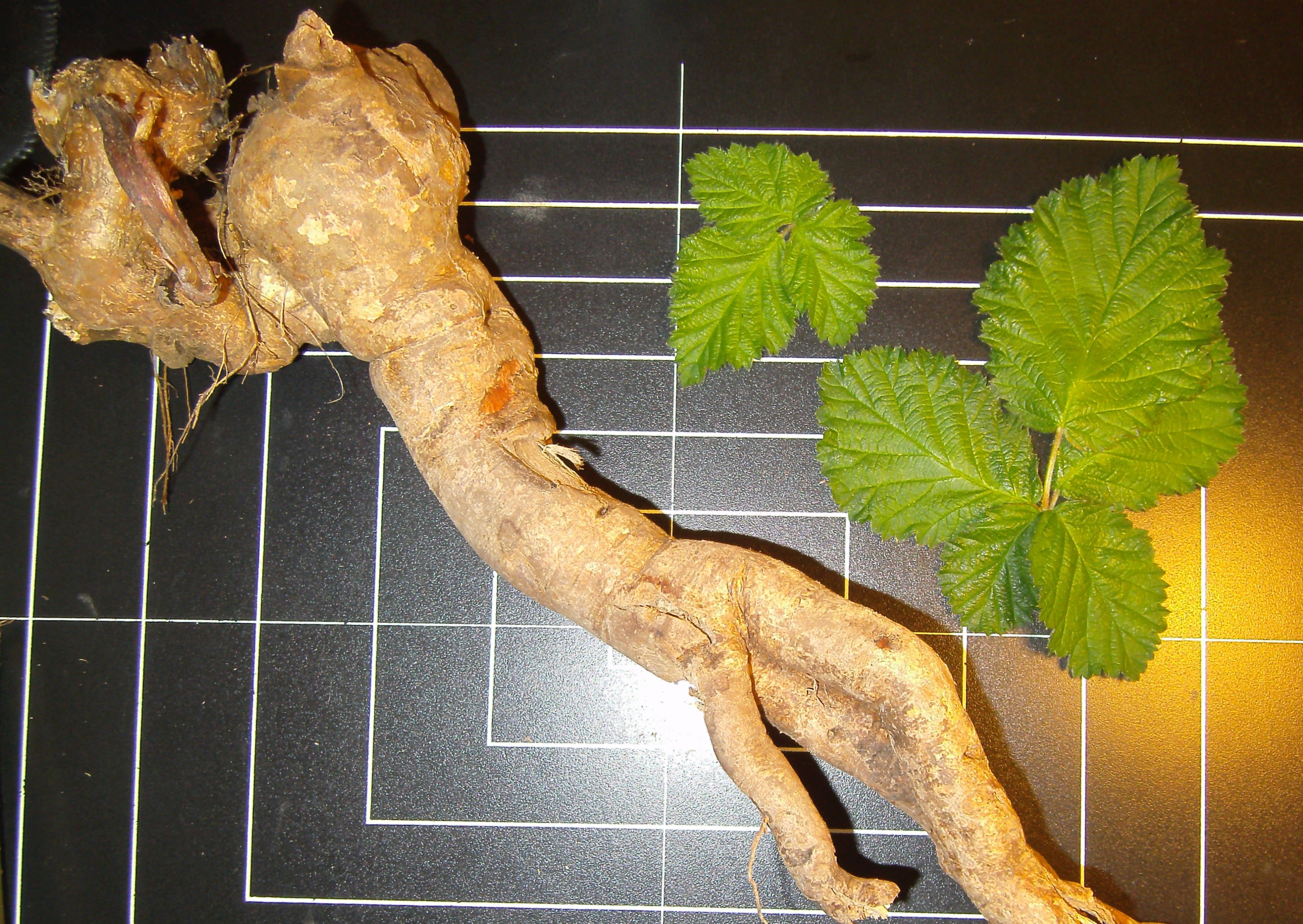 Rubus discolor (Himalayan blackberry) fresh root glycerite