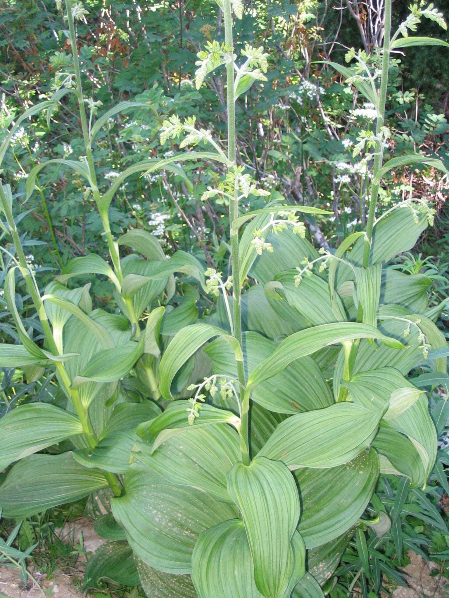 Veratrum viride (American hellebore) fresh root tincture - RESTRICTED